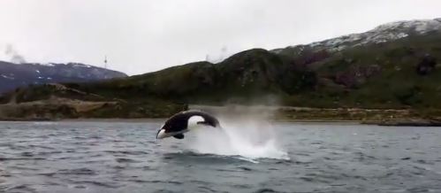 Apareció una manada de orcas en Ushuaia | PICA